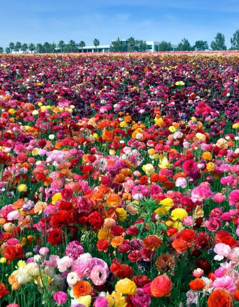 Pretty Field Of Flower Pictures
