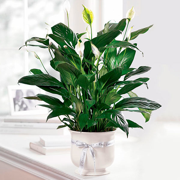 The FTD Comfort Planter a1164 | Online Plant Shop