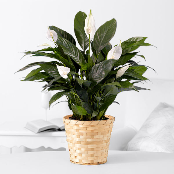 Prayers for Peace Lily Plant a1279 | Online Plant Shop