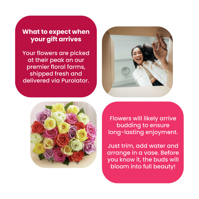 24 Assorted Color Roses a2754 | Flower Delivery | Flower Shop