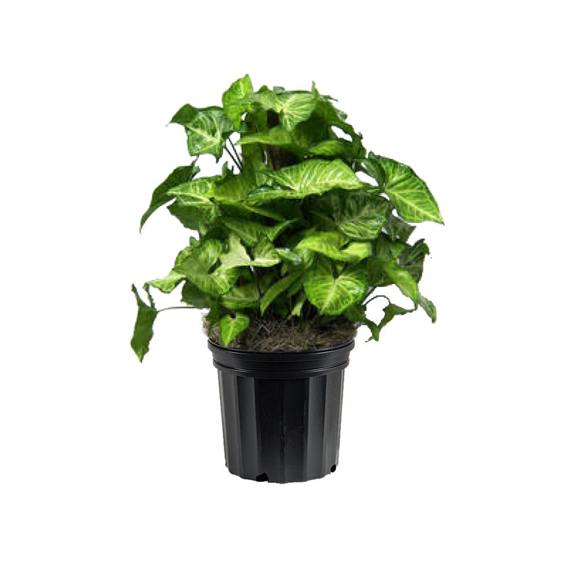 Nephthytis White Butterfly a3081 | Flower Delivery | Flower Shop