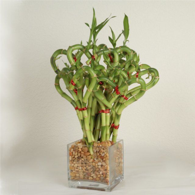 Lucky Bamboo Heart Shaped a3279 | Flower Delivery | Flower Shop