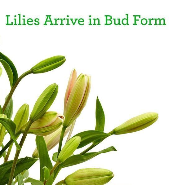 Lavish Love Bouquet with Long Stemmed Red Roses a3572 | Flower Delivery ...