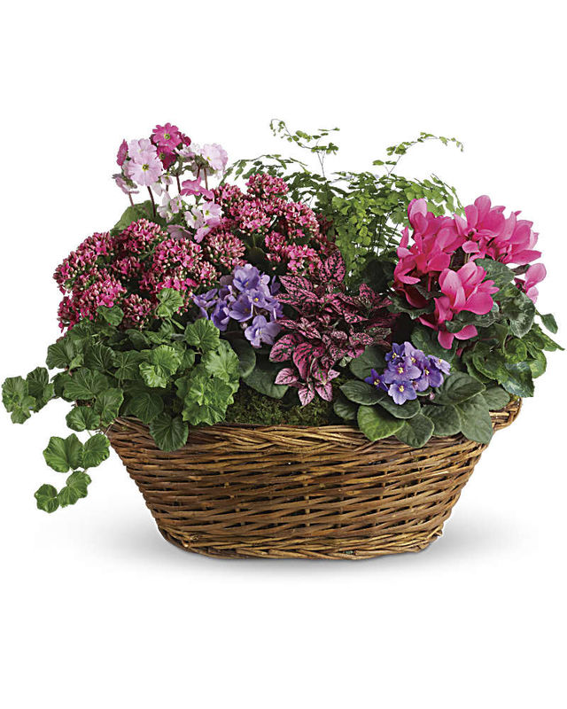 Simply Chic Mixed Plant Basket a3776 | Online Plant Shop