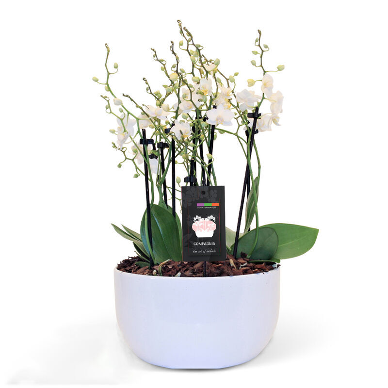 Modern White Mini Orchids in Planter a8081 | Online Plant Shop