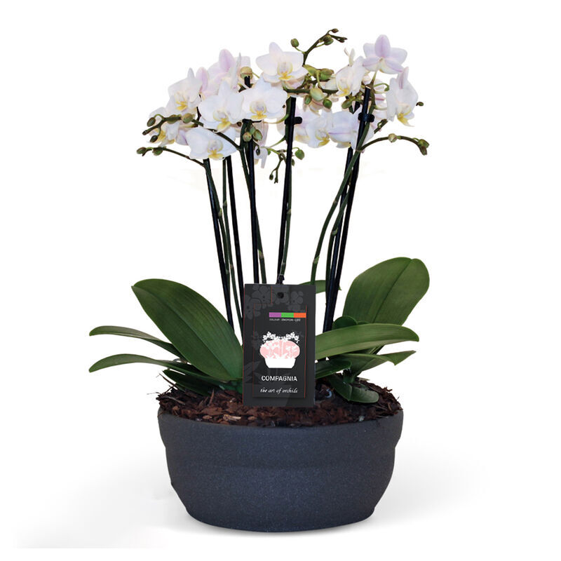 Classic Mini White Orchid Planter a8084 | Online Plant Shop