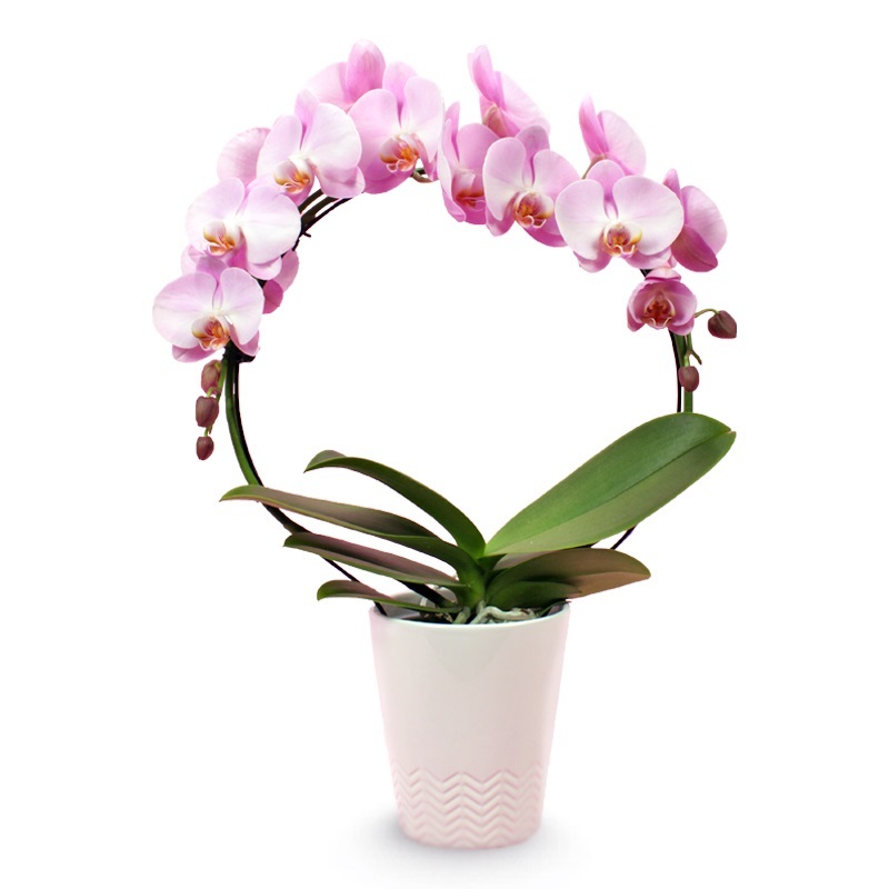 Pink Infinity Circle Orchid a8102 | Online Plant Shop
