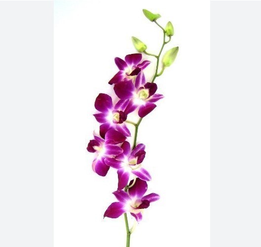 Pink Dendrobium Orchid Flower a9283 | Flower Delivery | Flower Shop