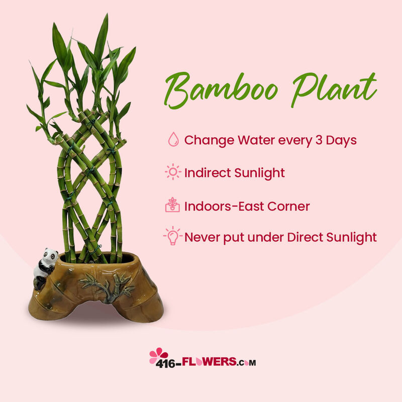 Lucky Bamboo Braided Plant Panda a9405 | Online Plant Shop