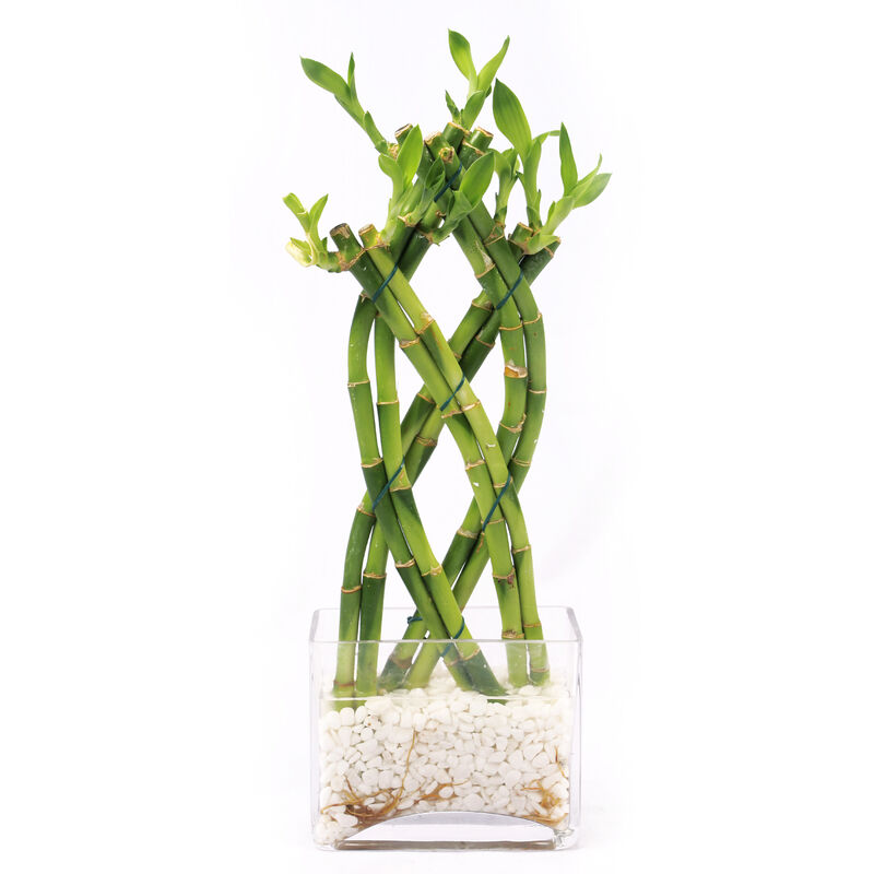 Lucky Bamboo Braided Plant a9485 | Online Plant Shop
