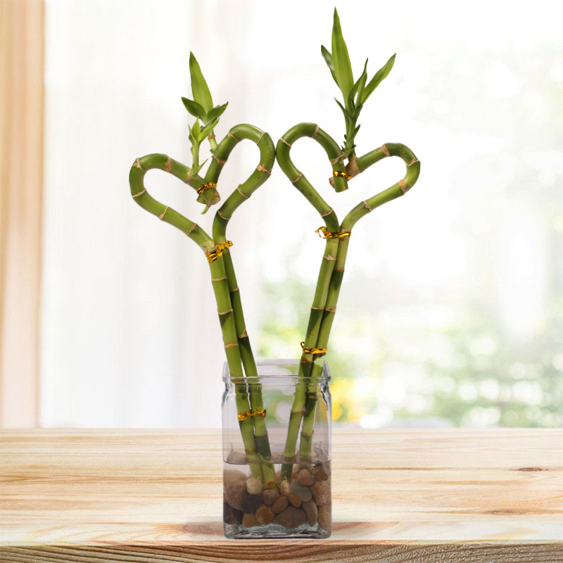 I Love You Heart Shaped Lucky Bamboo a9493 | Online Plant Shop