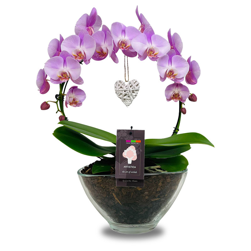 Always in My Heart Infinity Circle Orchid a9543 | Online Plant Shop