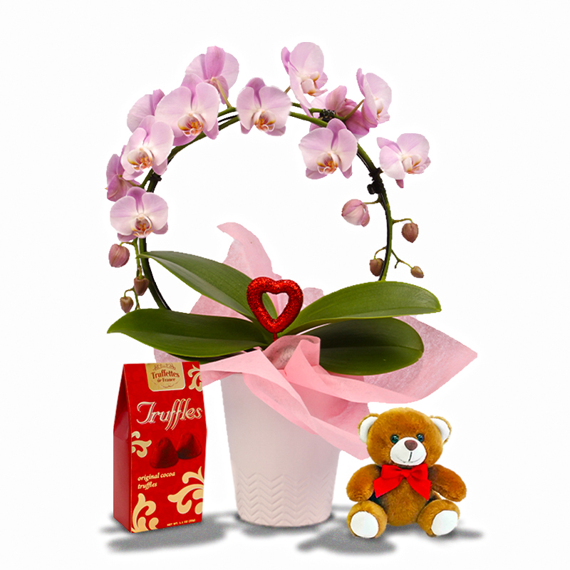 Love Infinity Circle Orchid Package a9569 | Online Plant Shop
