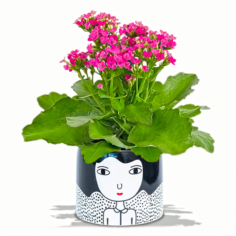 Kalanchoe Plant Red Lips Lady a9635 | Online Plant Shop